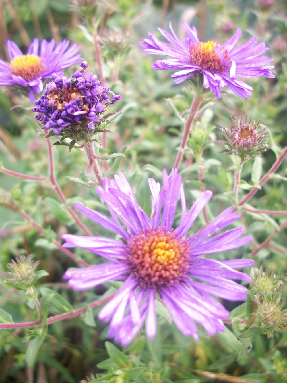 Wild Purple Aster