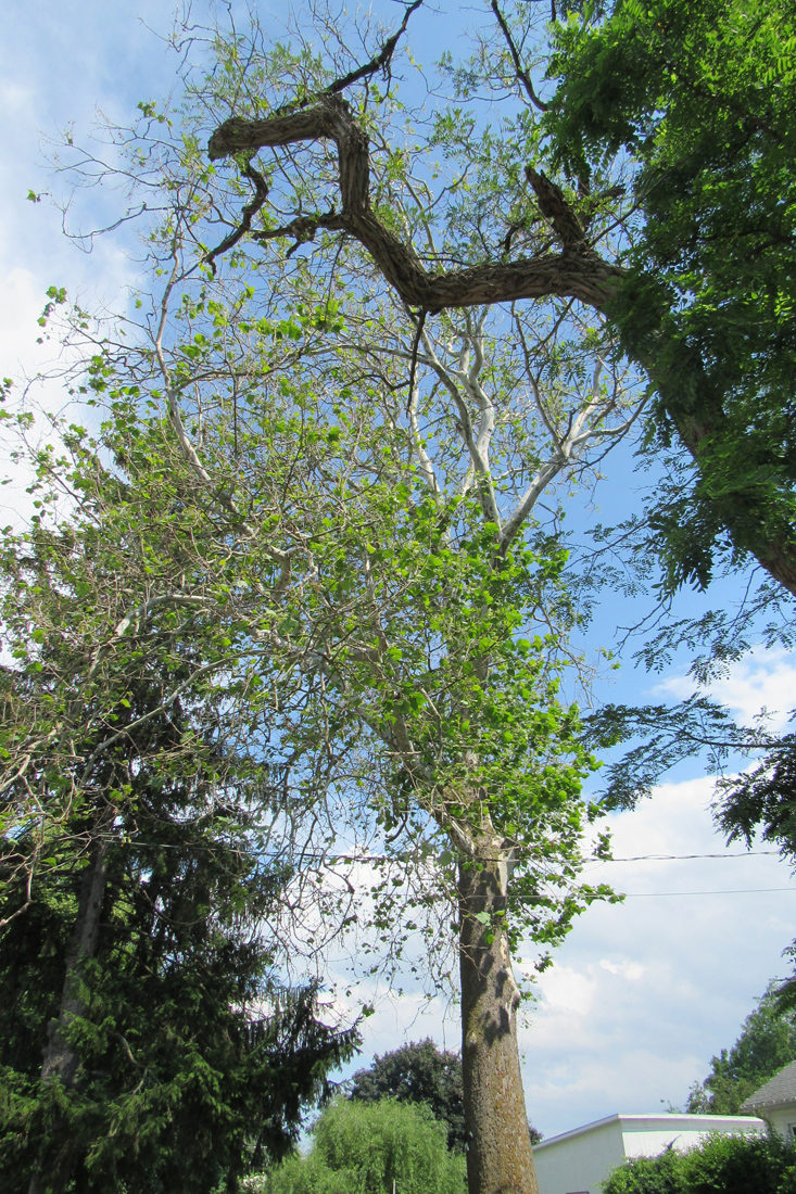 Sycamore anthracnose effects trees; Daylily Garden Dedication planned ...